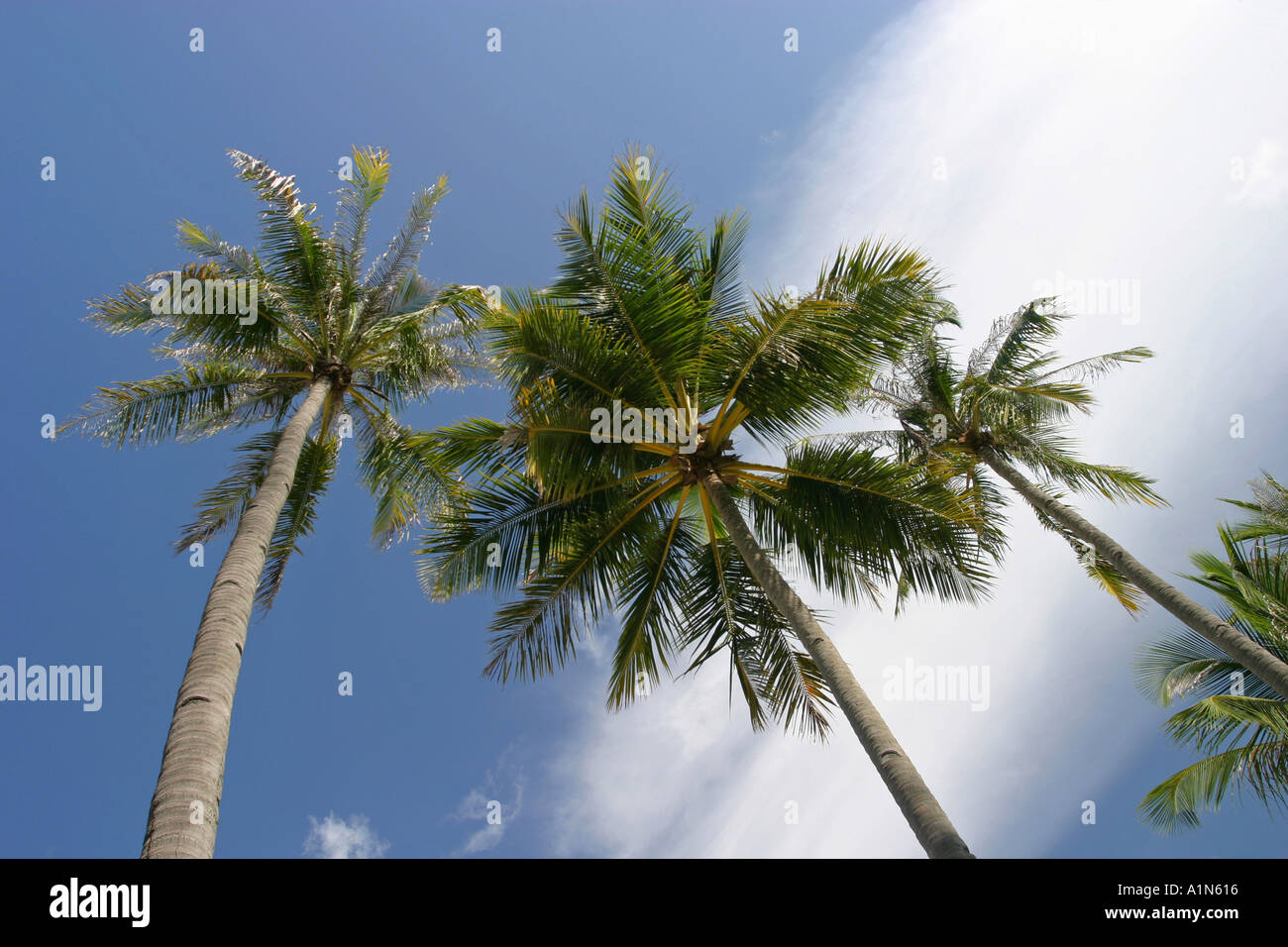 Palm trees and perfect blue sky on the tropical Malaysian island of ...