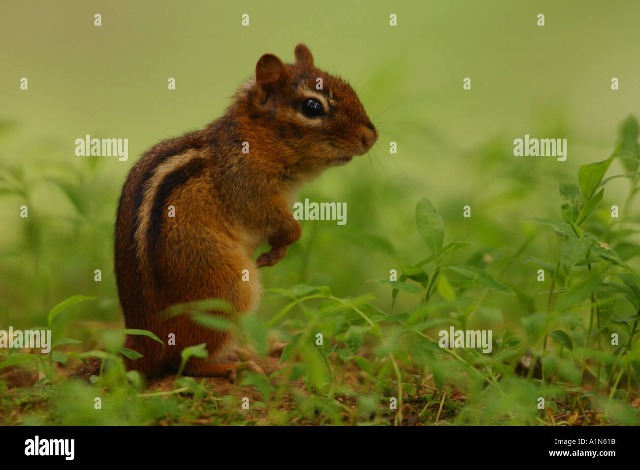 Among the cutest of wild rodents is the chipmunk It is well known for ...