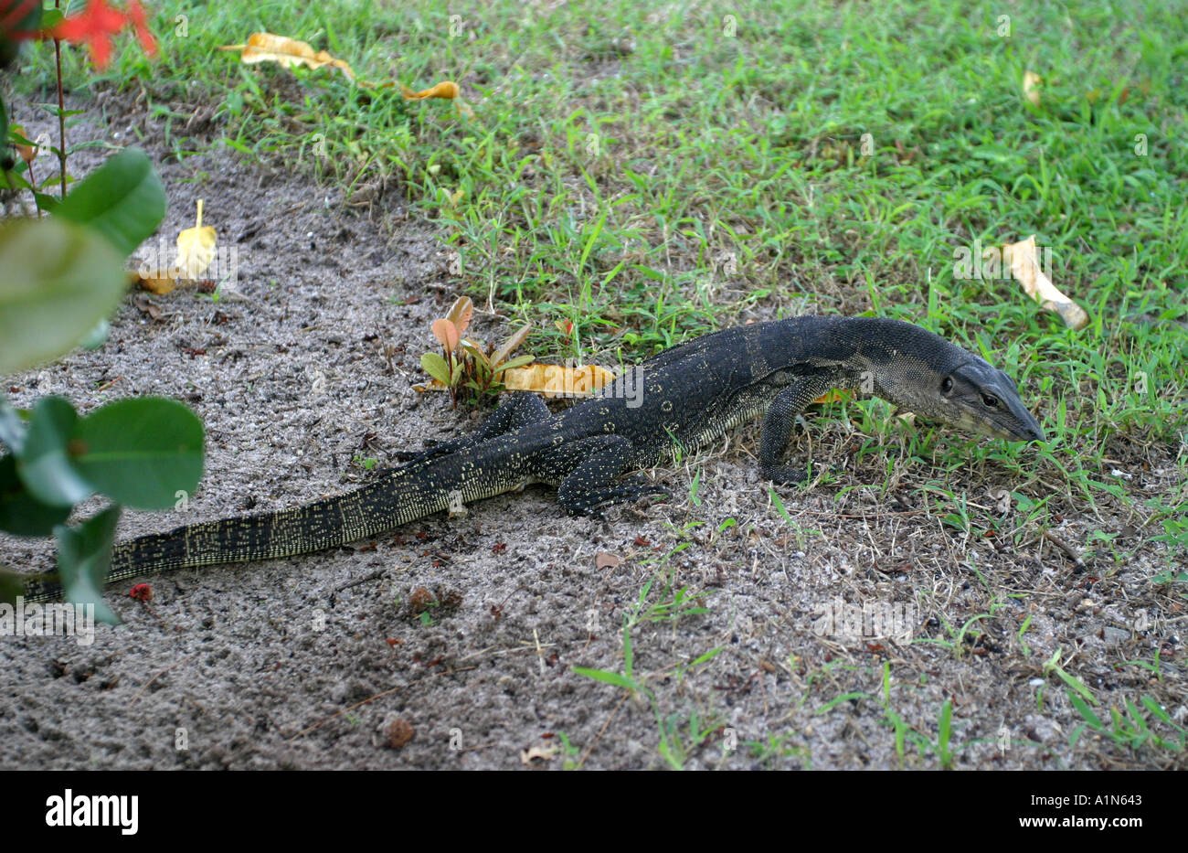 three foot native lizard warms up in the sun in a resort garden on the ...