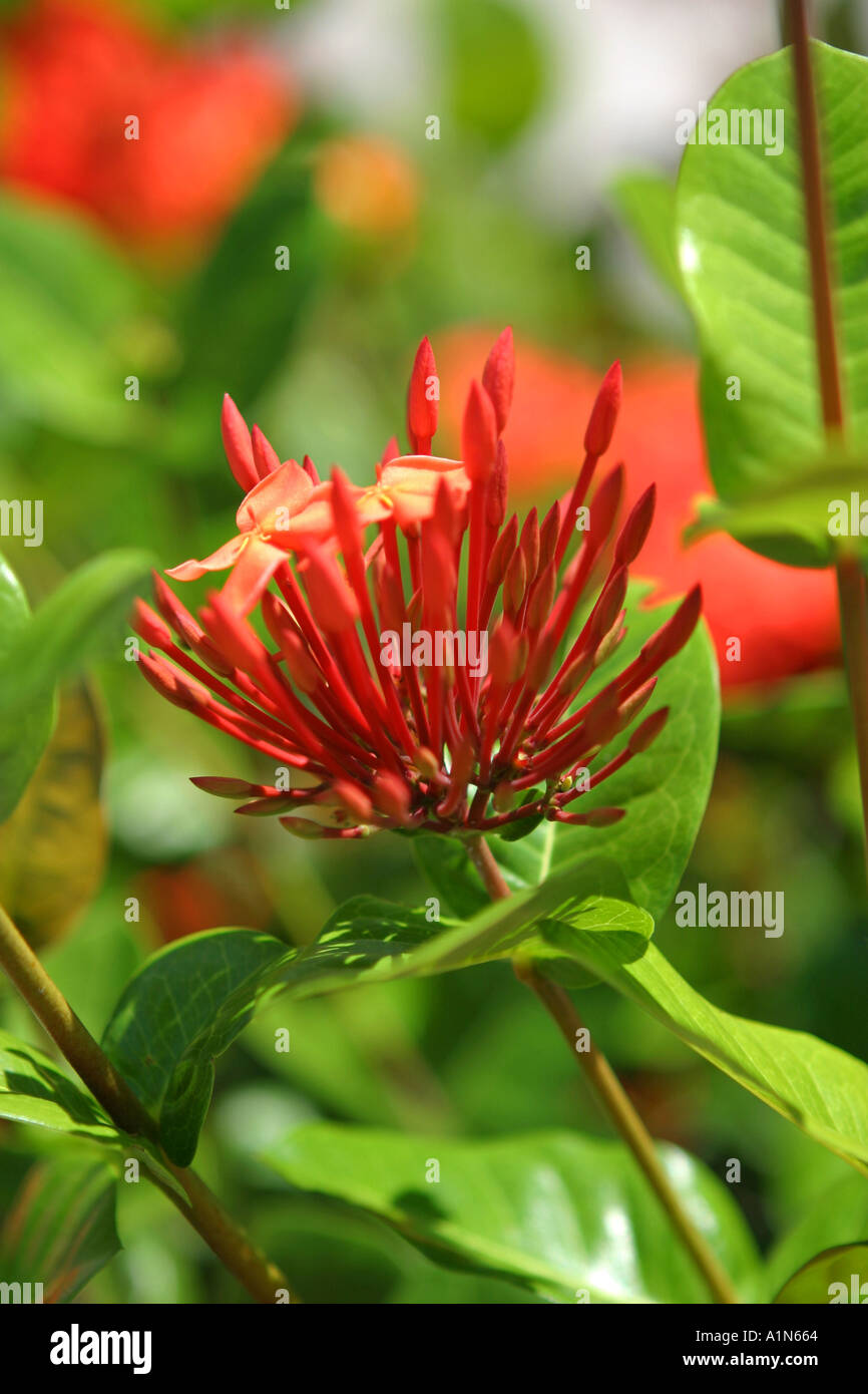 Red tropical flowers growing on Langkawi island in Malaysia Asia Stock ...