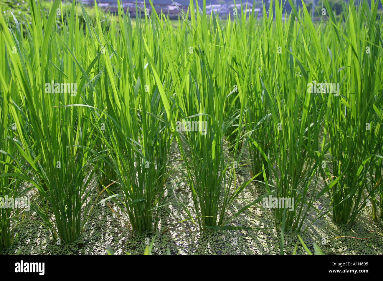 Lush green rice growing in the countryside in Nara Kansai region Japan ...