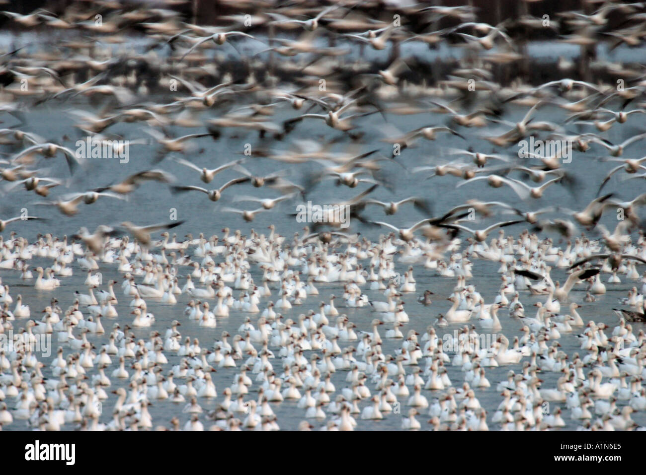 Snow geese at Middle Creek Wildlife Area in Lebanon and Lancaster ...