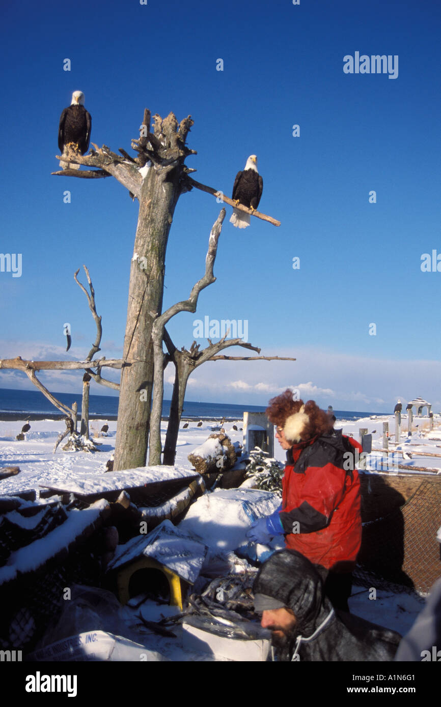 Jean King the eagle lady prepares fish for the bald eagles Haliaeetus ...