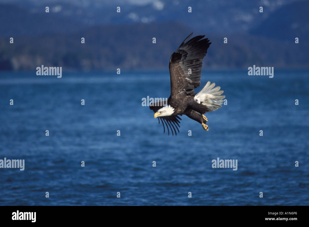 bald eagle Haliaeetus leucocephalus in flight over water Kachemak bay ...