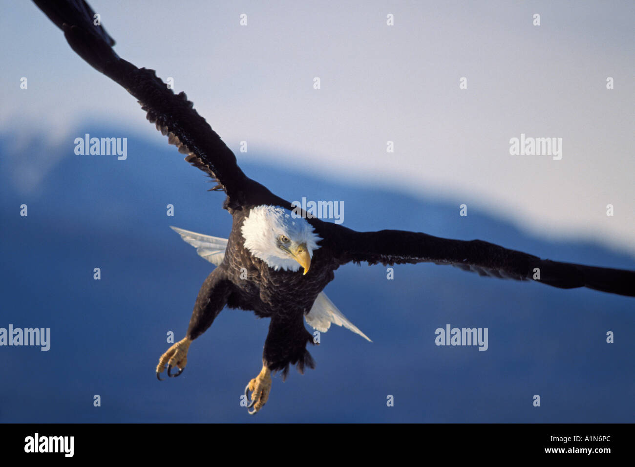 bald eagle Haliaeetus leucocephalus in flight over Kachemak bay southcentral Alaska Stock Photo ...