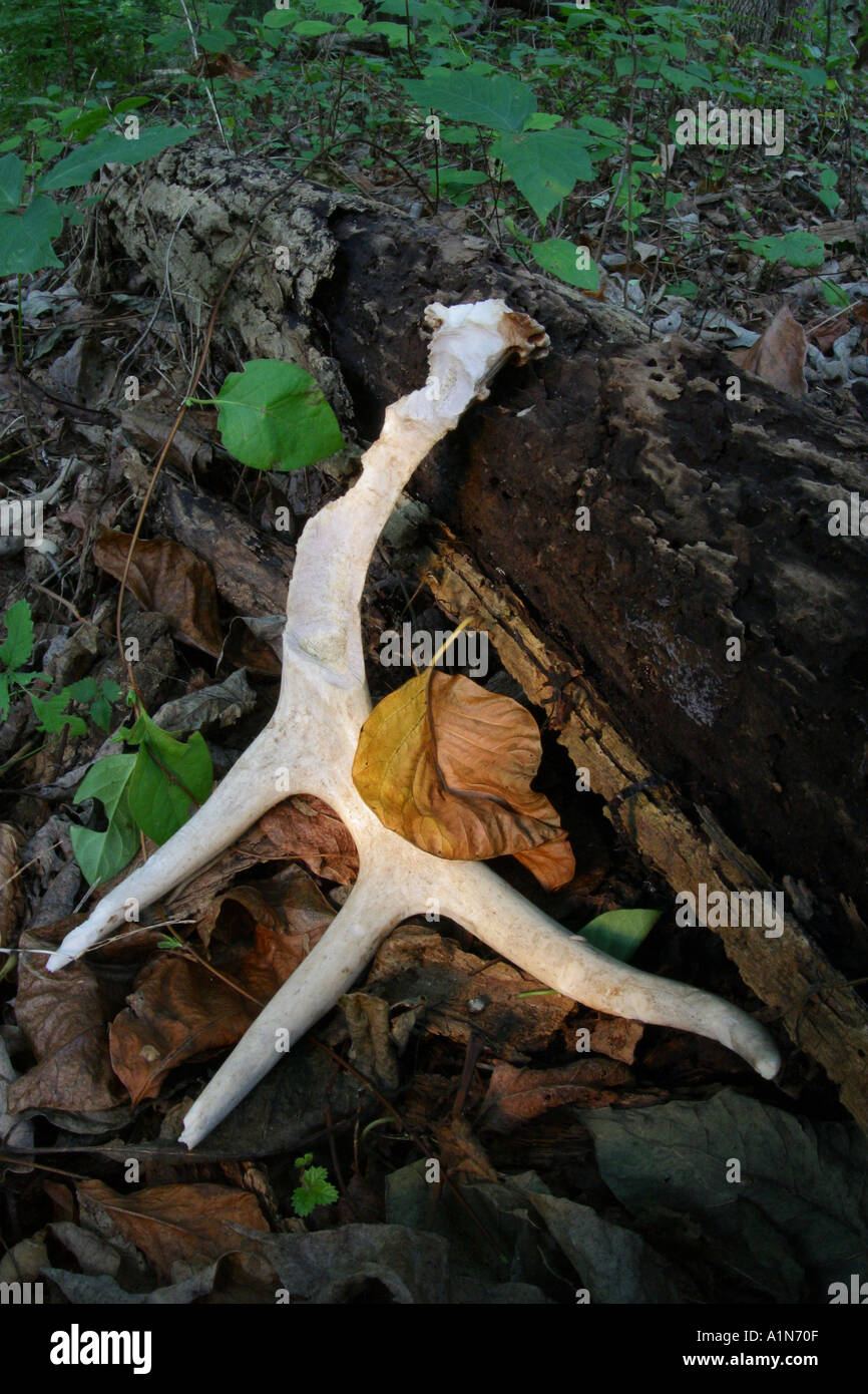 Regrown tail hi-res stock photography and images - Alamy