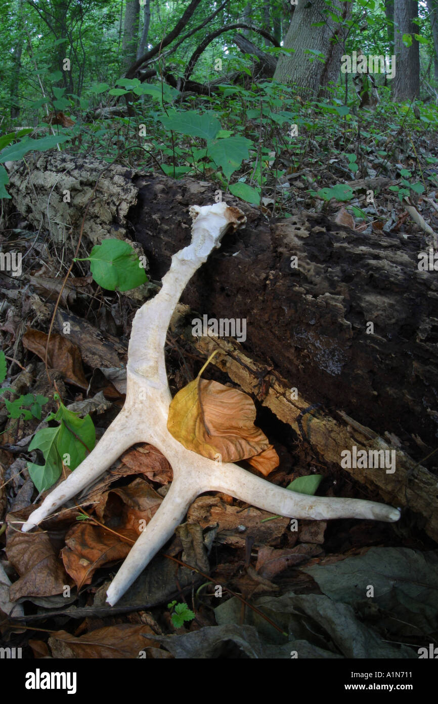 Regrown tail hi-res stock photography and images - Alamy