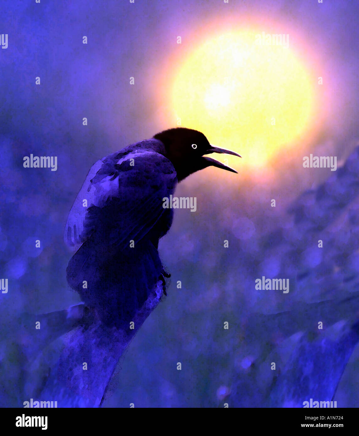 Screaming Raven in Moon Profile Photo Photos Photographs Arts Animals ...