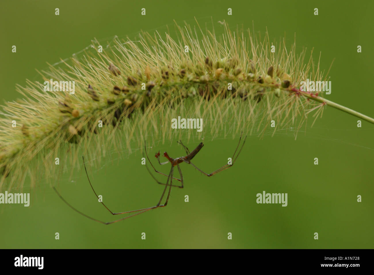 Elongate Long jawed Orb Weaver Spider displaying it s common behaviour ...