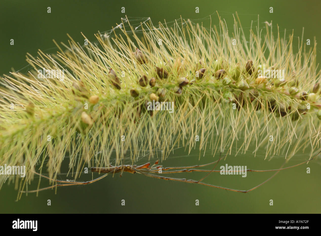 Elongate Long jawed Orb Weaver Spider displaying it s common behaviour ...