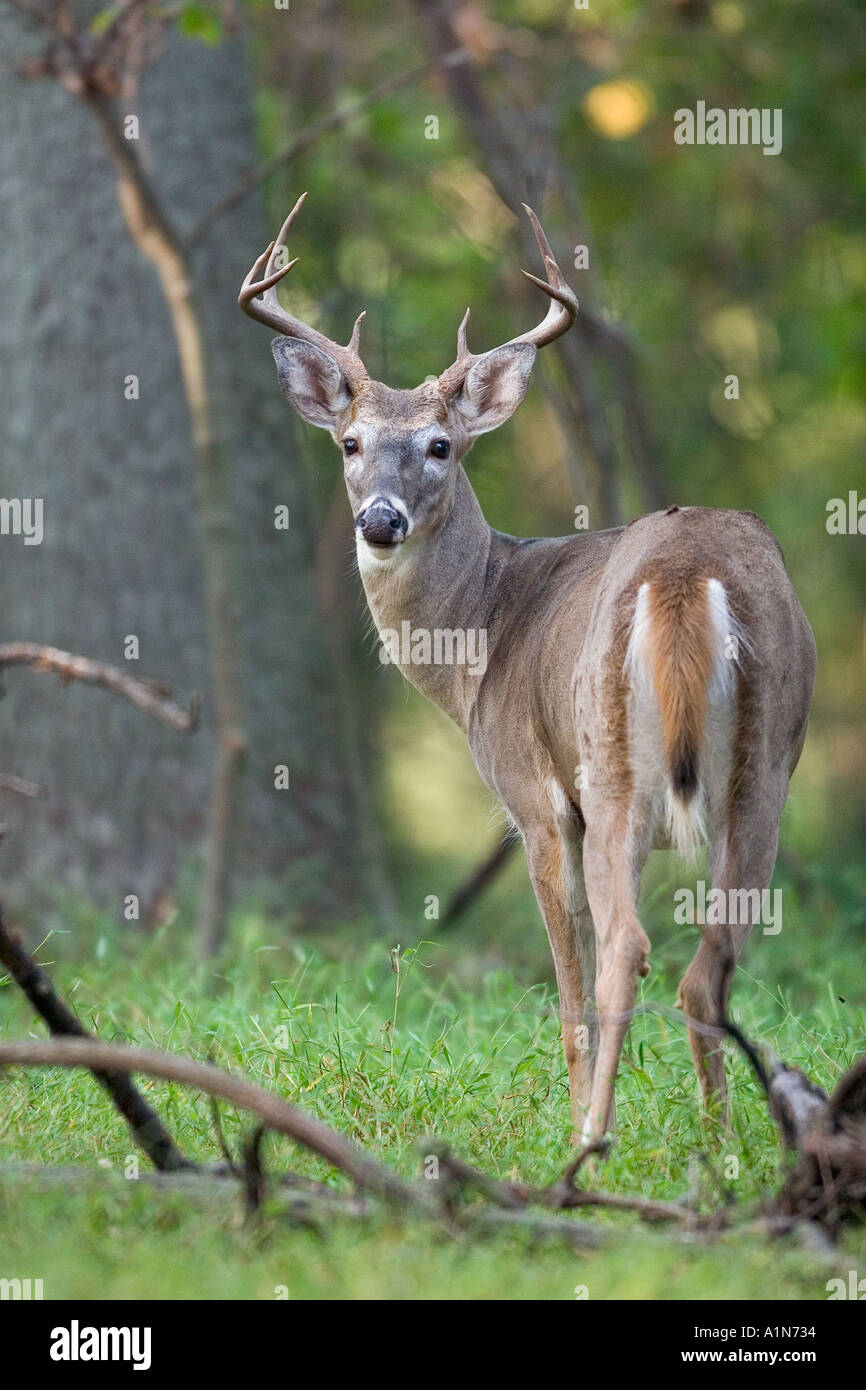Pennsylvania deer hunt hi-res stock photography and images - Alamy