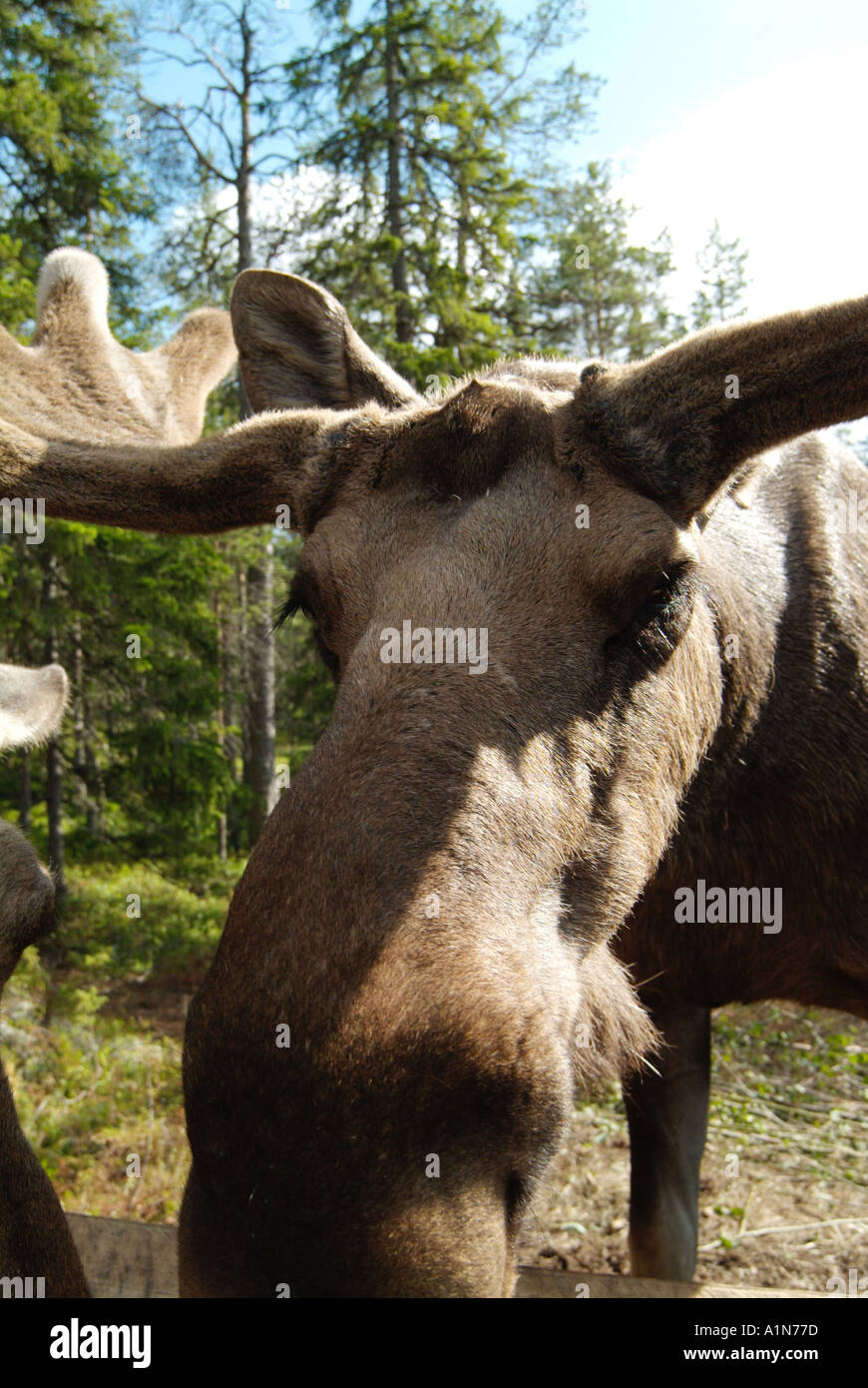 moose antler sweden forest native elk scandinavia big wild animal Stock ...