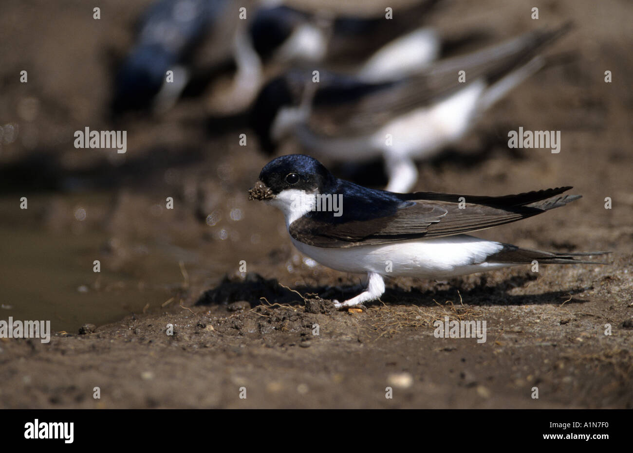 The common house martin, Delichon urbicum, sometimes called the ...
