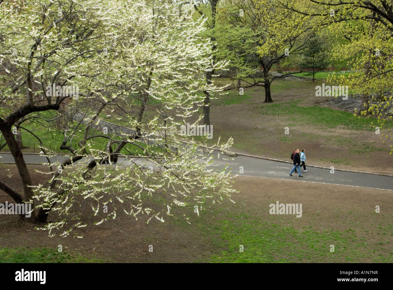 Spring in Central Park, NYC Stock Photo - Alamy