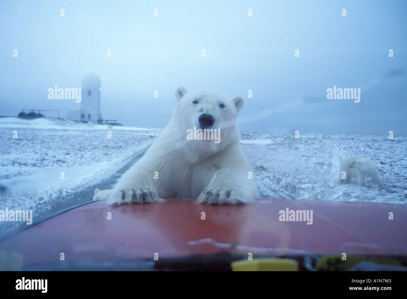 polar bear Ursus maritimus curiously investigates a pick up truck 1002 ...
