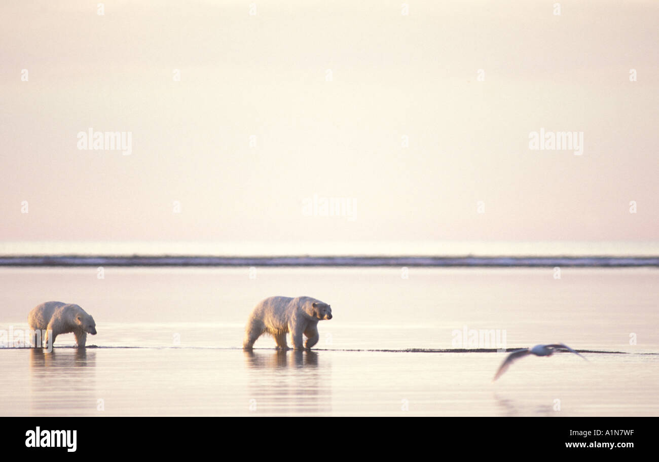 polar bear Ursus maritimus sow with cubs along the Arctic coast ...