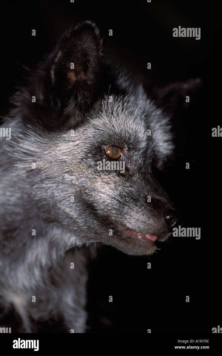 Silver fox profile hi-res stock photography and images - Alamy