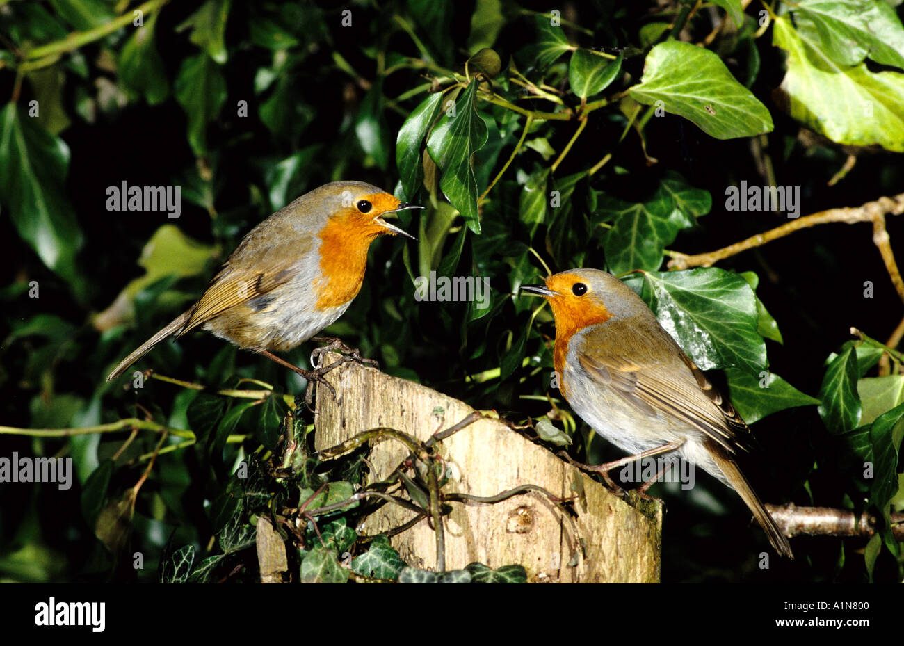 Two robins hi-res stock photography and images - Alamy