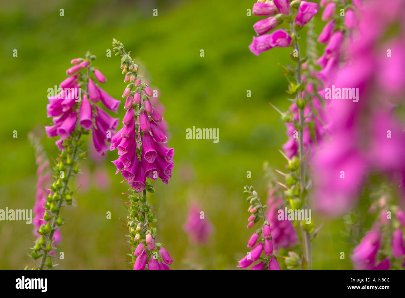 Common foxglove, Digitalis purpurea, soft focus blurred green ...