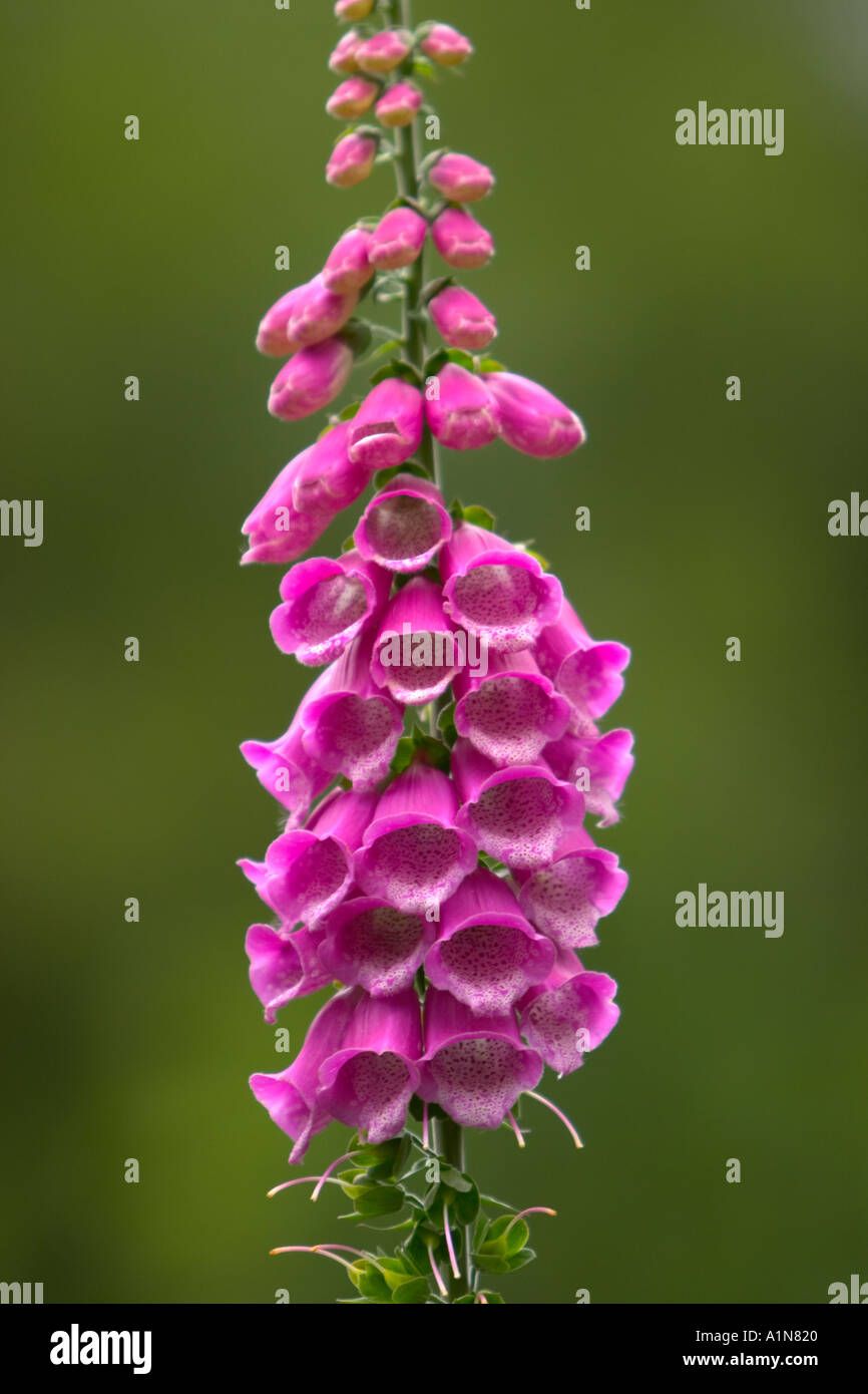 Common foxglove, Digitalis purpurea, purple flower close up with soft ...