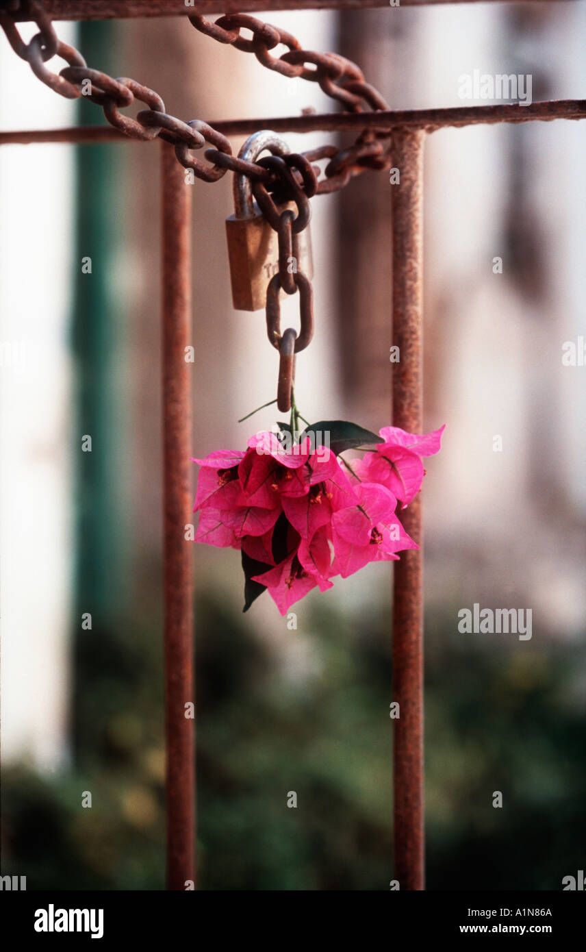 Red flower suspended from lock and chain Stock Photo - Alamy