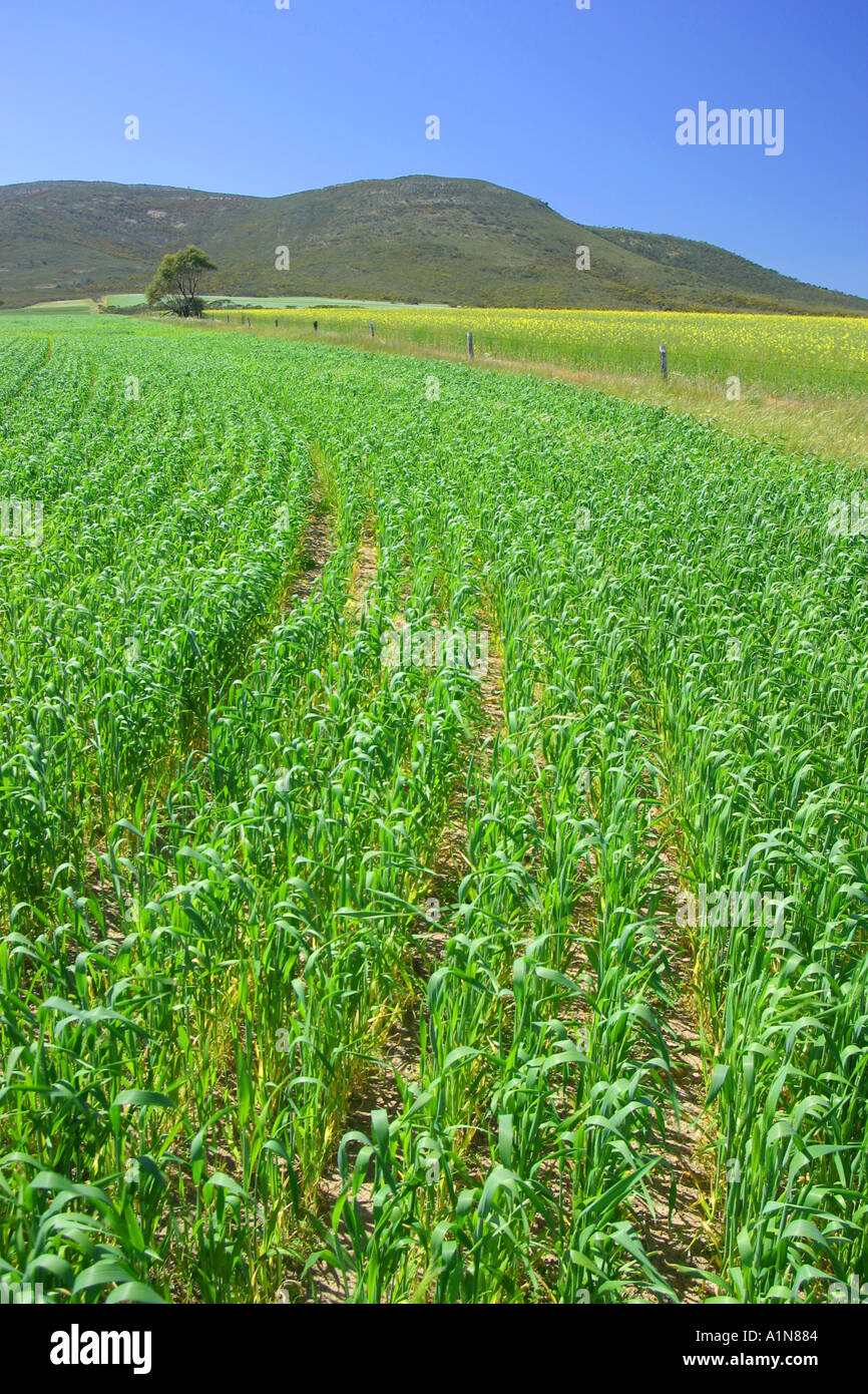 Wheat crops Australia Stock Photo - Alamy