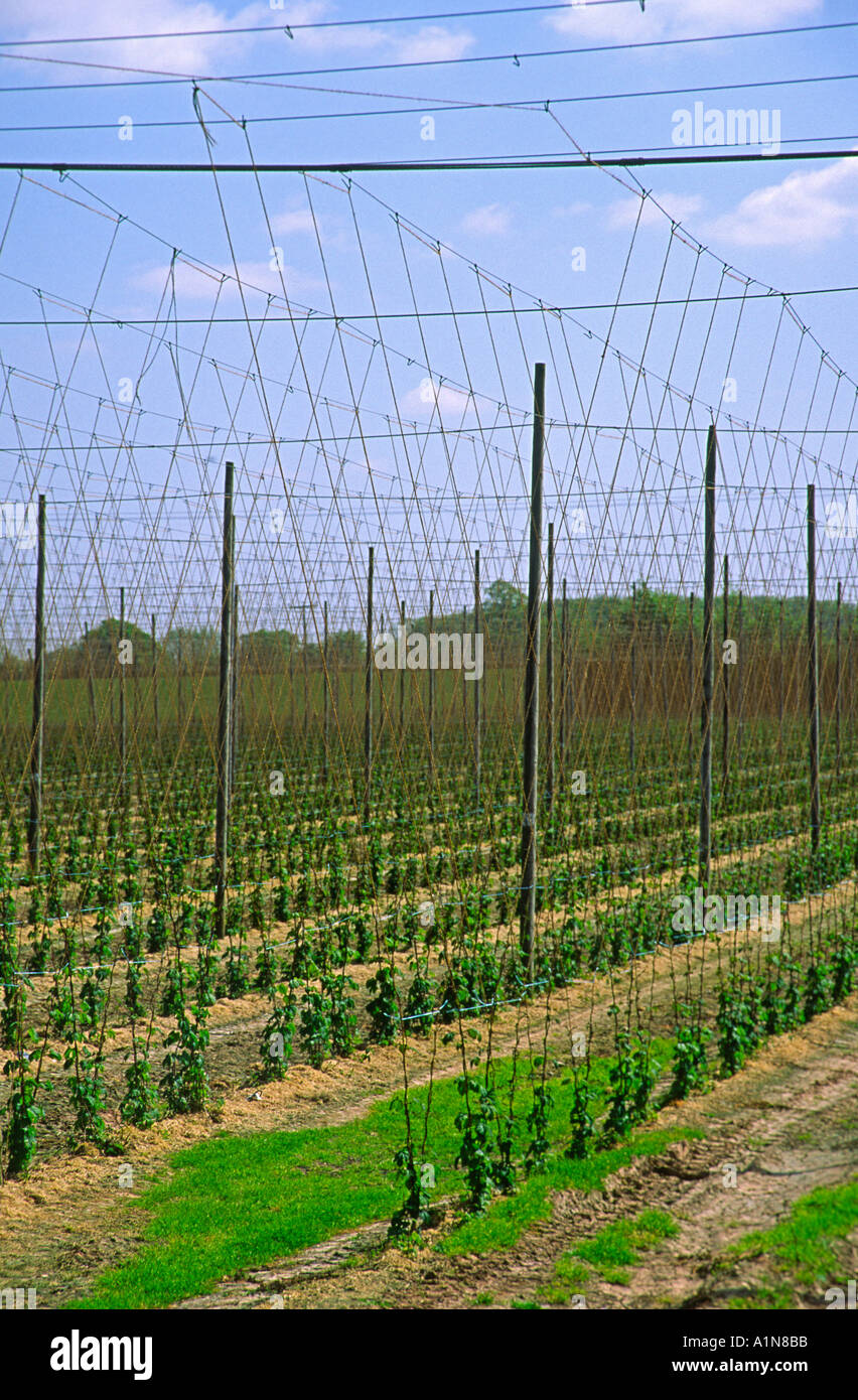 Hop field Hereford England Stock Photo - Alamy