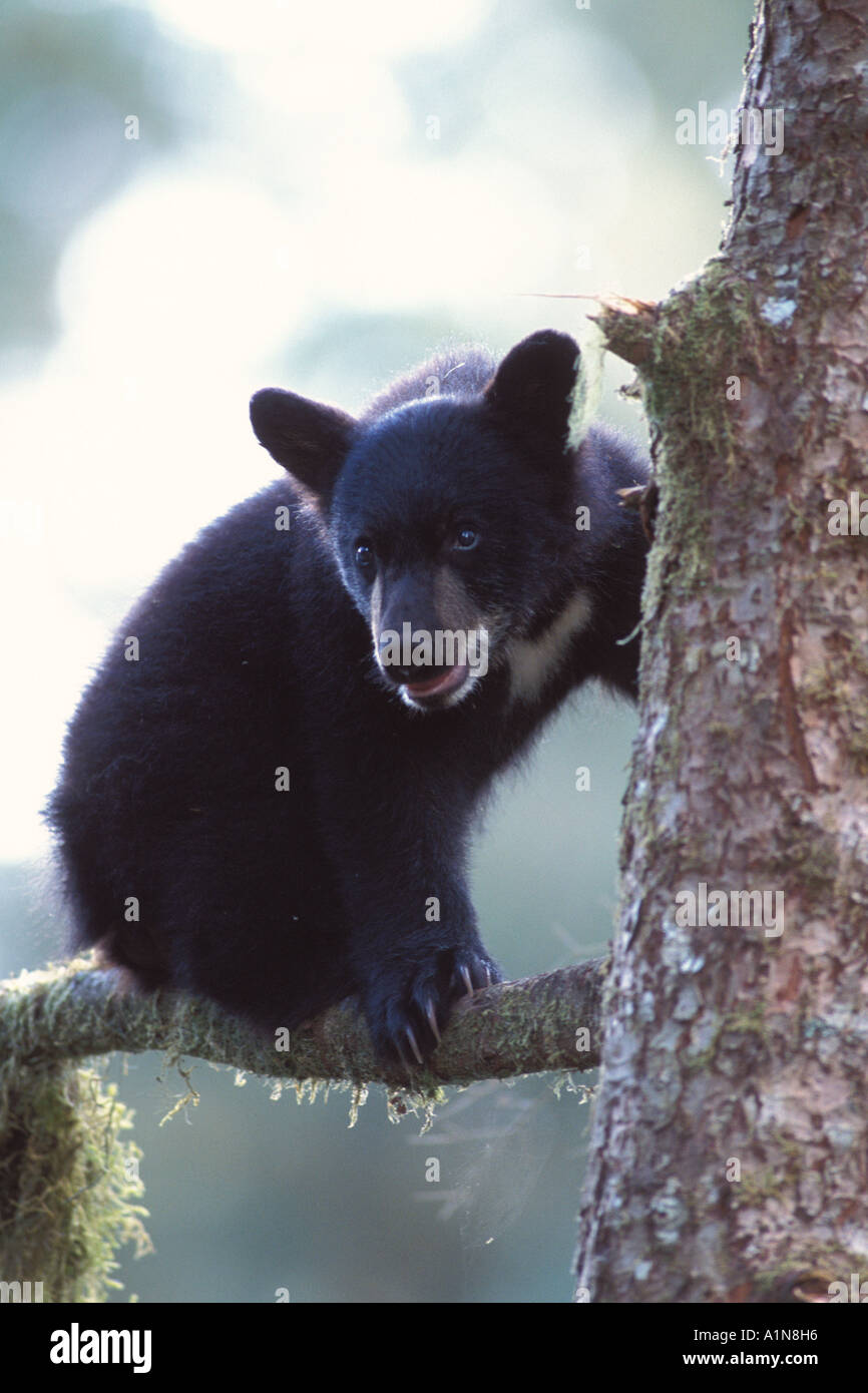 black bear Ursus americanus spring cub in a tree along Anan Creek ...
