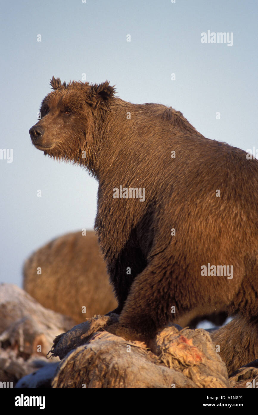 brown bear Ursus sow scavenging bowhead whale carcass Balaena ...