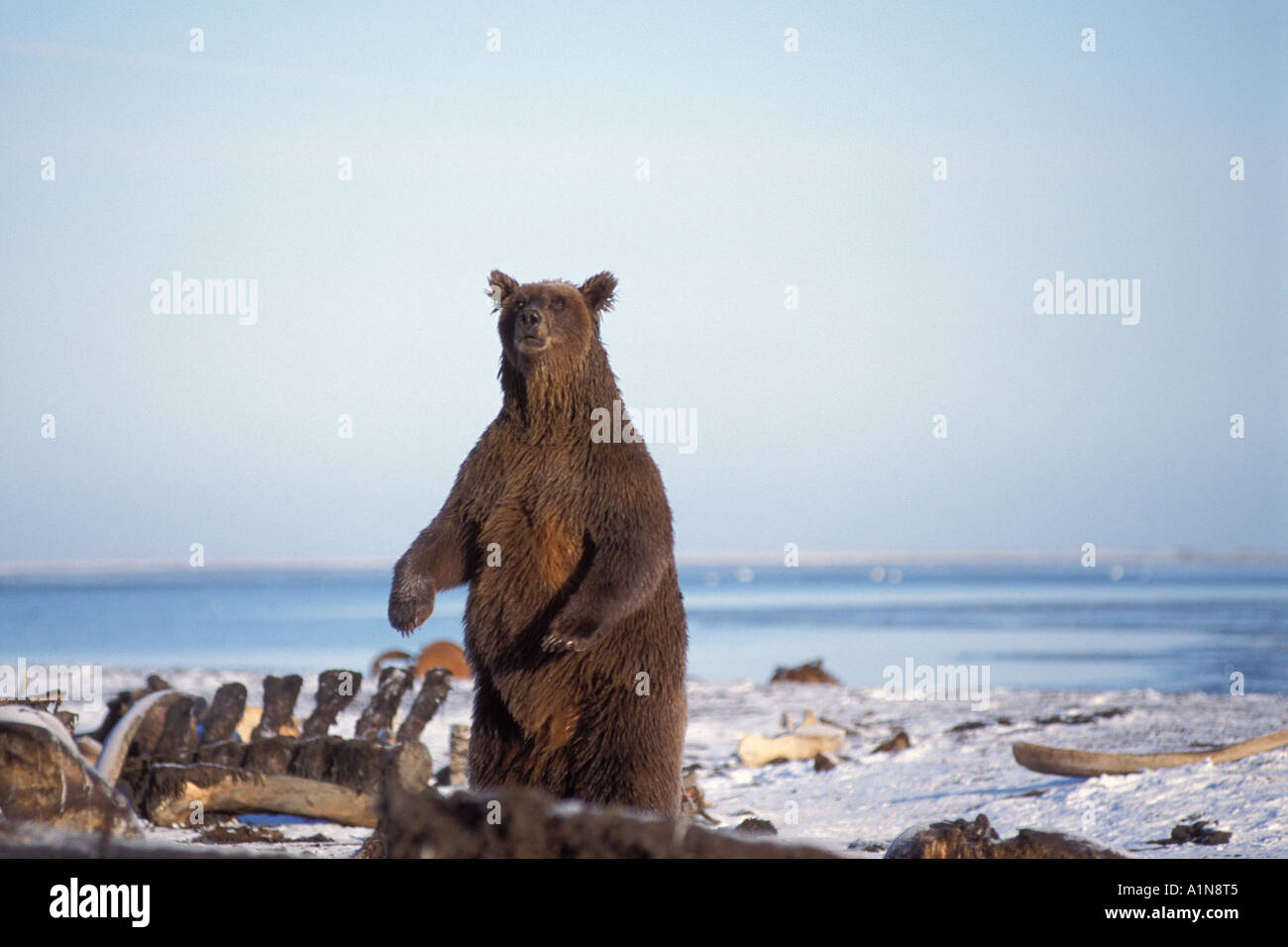 brown bear Ursus arctos grizzly sow stands and scents the air along the ...