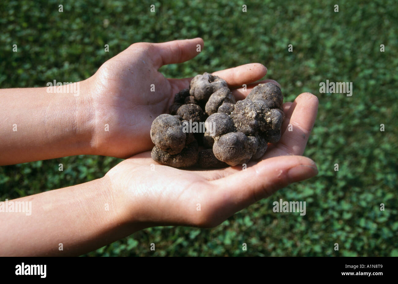 Black truffles italy hi-res stock photography and images - Alamy