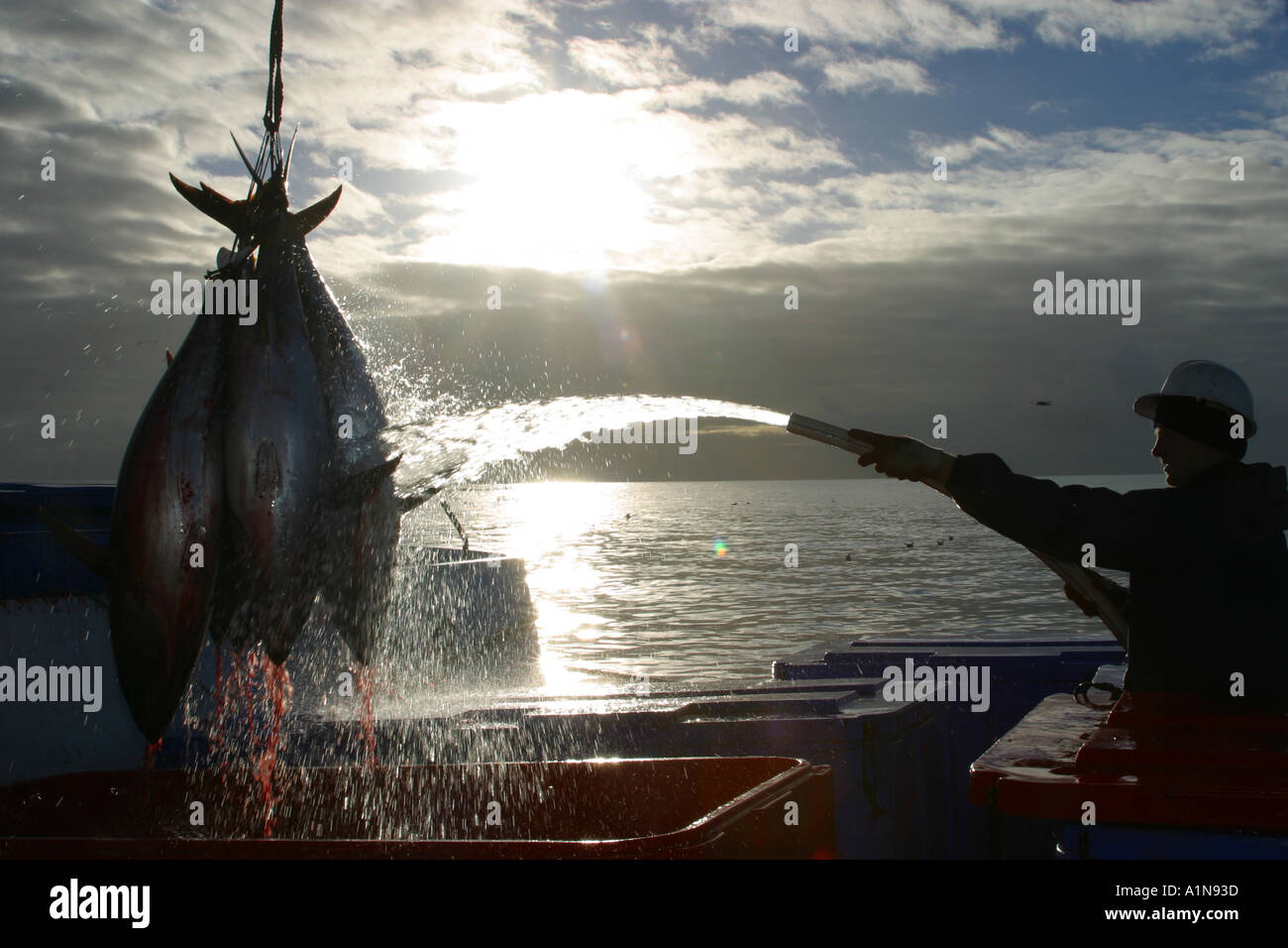 Southern bluefin tuna hi-res stock photography and images - Alamy