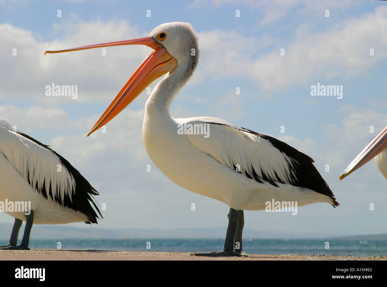 Pelican with bill open Stock Photo - Alamy