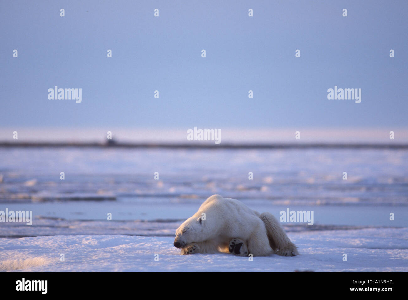 polar bear Ursus maritimus starving bear sleeps on the pack ice 1002 ...