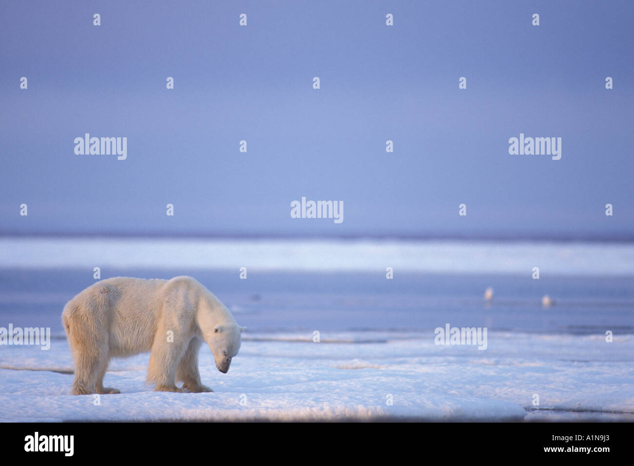 polar bear Ursus maritimus starving bear on the pack ice 1002 area of ...