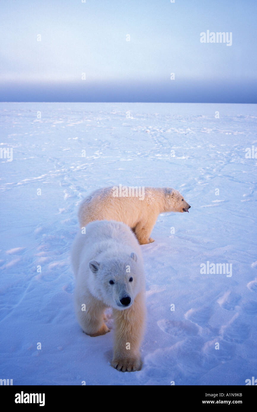polar bear Ursus maritimus pair of cub on the pack ice 1002 area of the ...