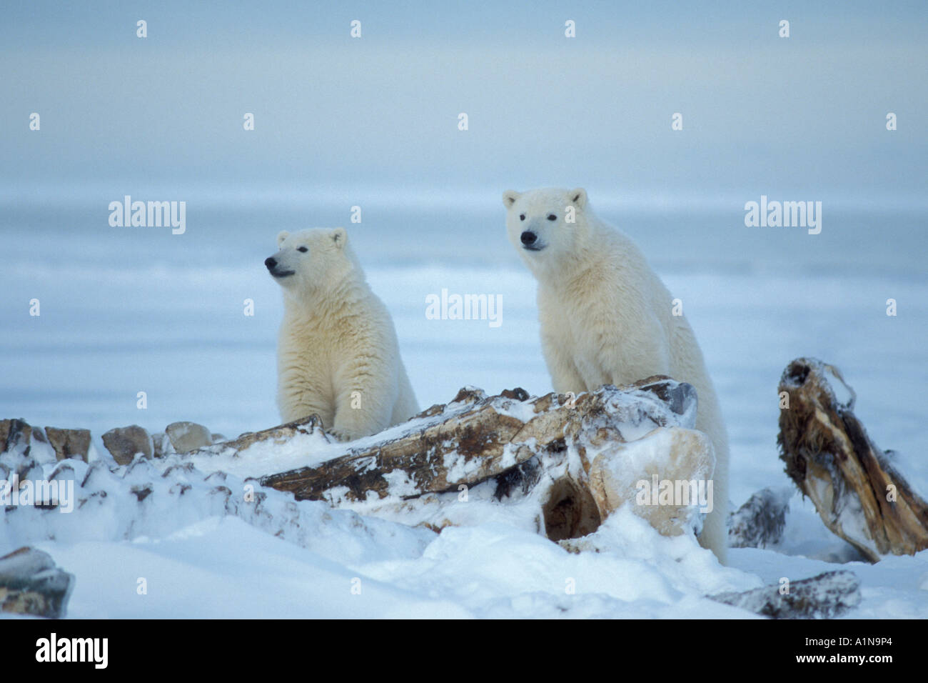 polar bear Ursus maritimus subadults look for approaching bears while ...