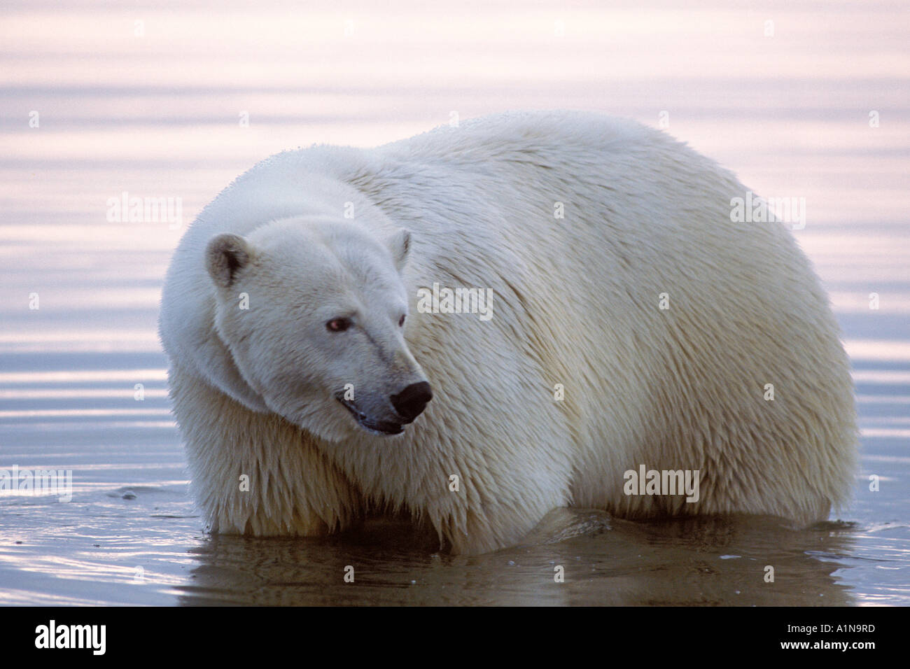 polar bear Ursus maritimus in water along the Arctic coast 1002 area of ...