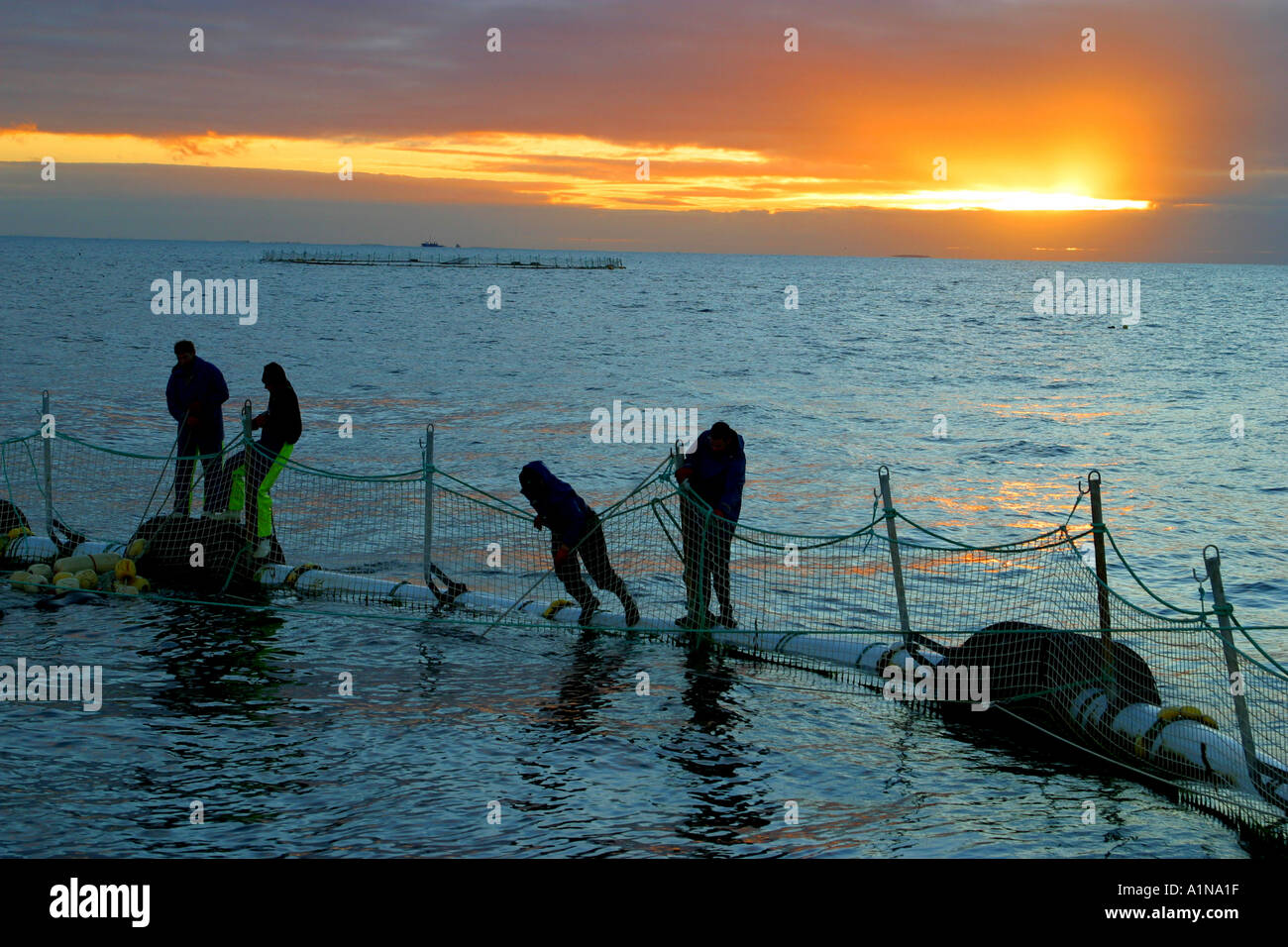 Tuna farming South Australia Stock Photo - Alamy