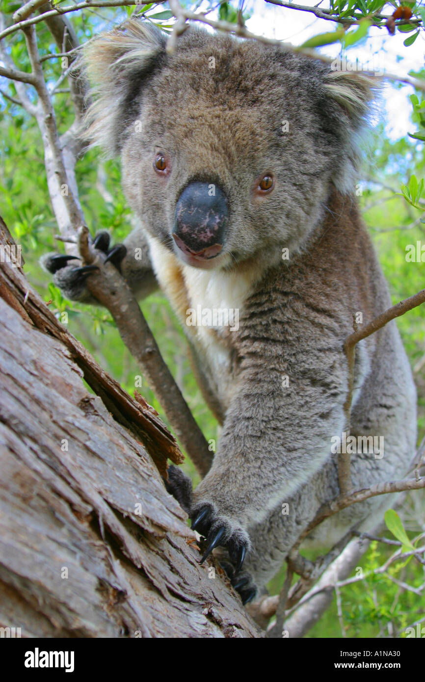 South australian koala hi-res stock photography and images - Alamy