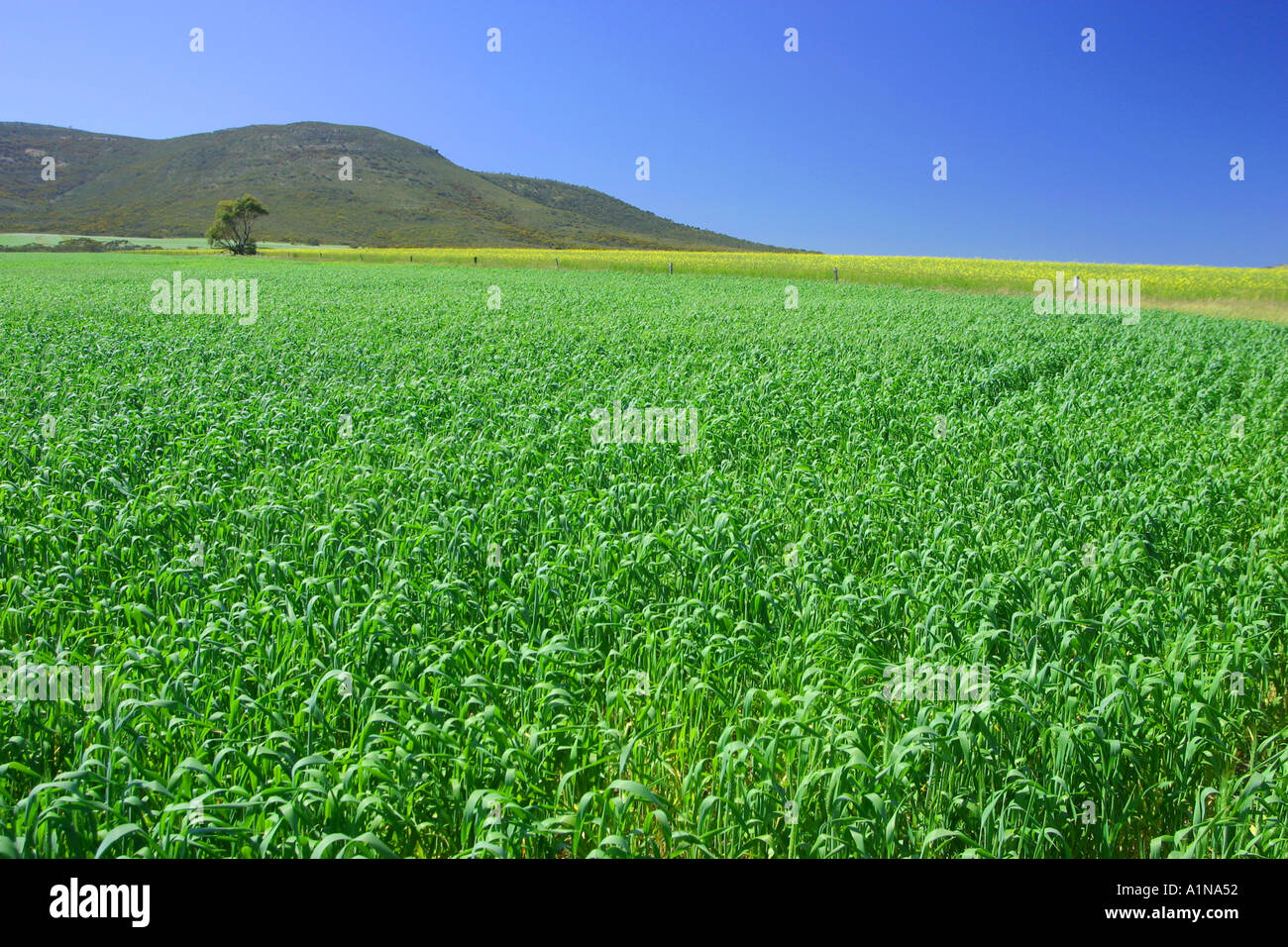 Wheat crops Australia Stock Photo - Alamy