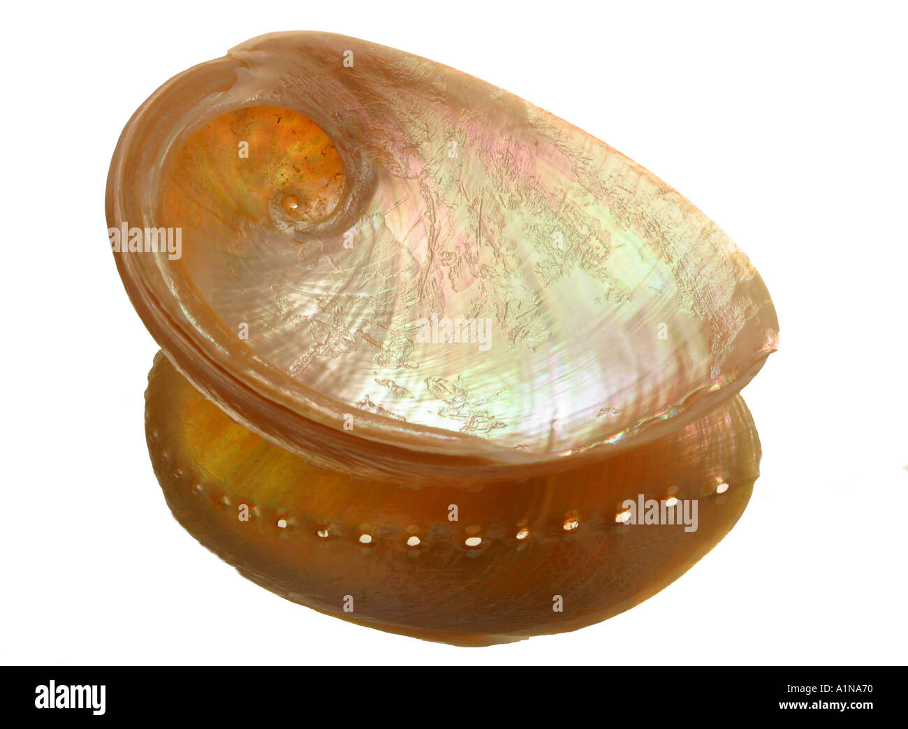 Abalone Shell cut out Stock Photo - Alamy