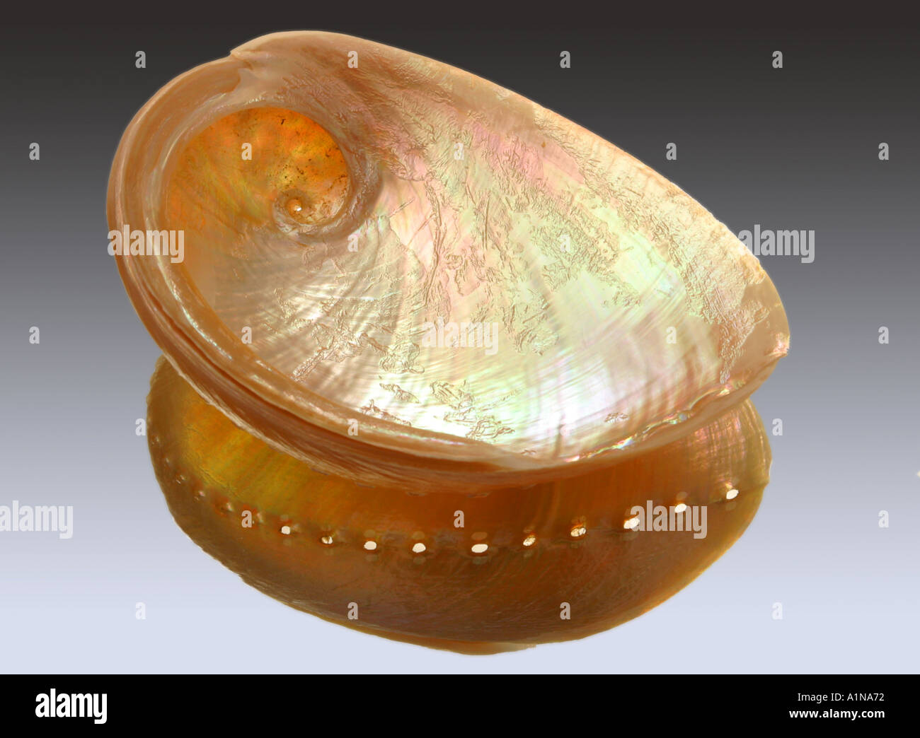 Abalone shell hi-res stock photography and images - Alamy