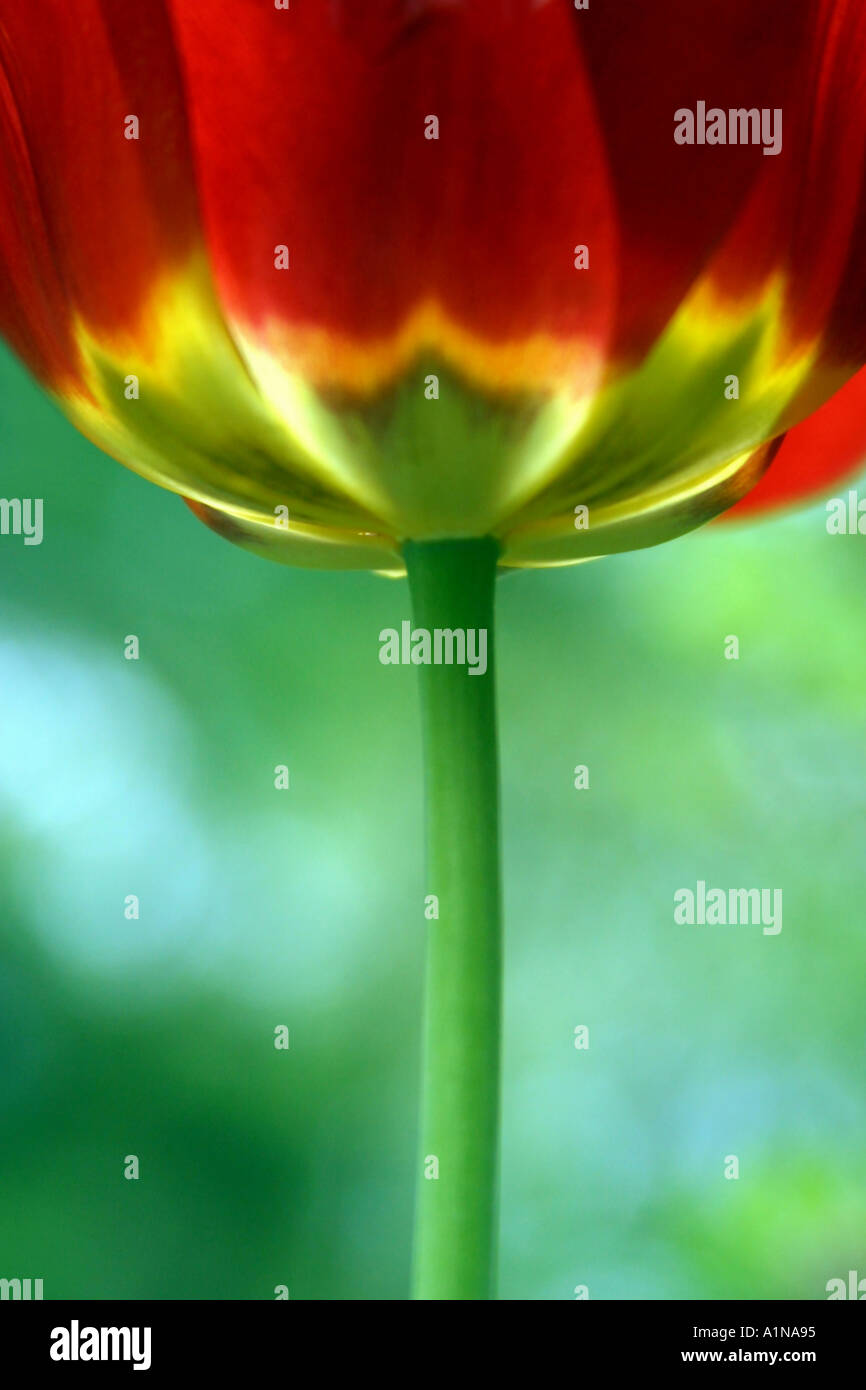 The Underside of a Red Open Tulip Stock Photo - Alamy