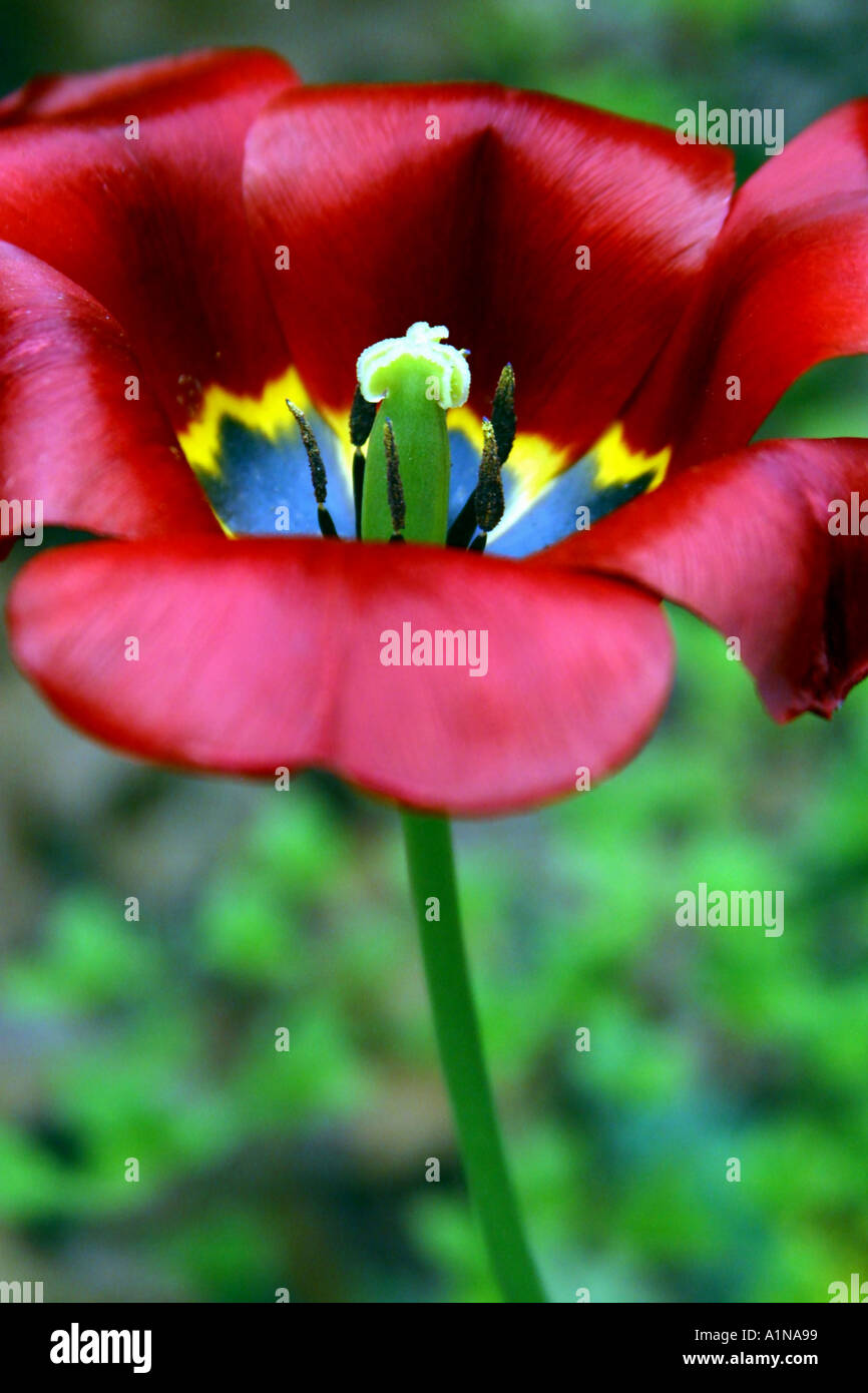 Tulip plants hi-res stock photography and images - Alamy