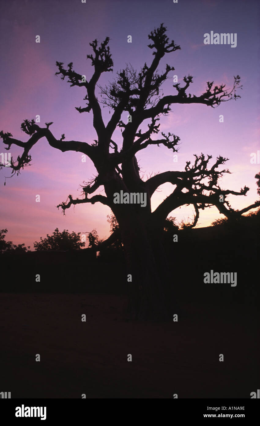 A Baobab treet at sunset in the Dogon region of Mali West Africa Stock ...