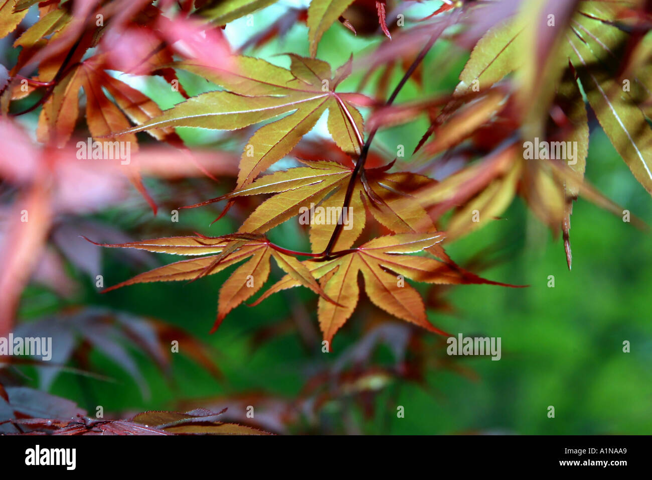 Digital Painting of Chinese Maple Leaves Plant Nature Tree Stock Photo ...