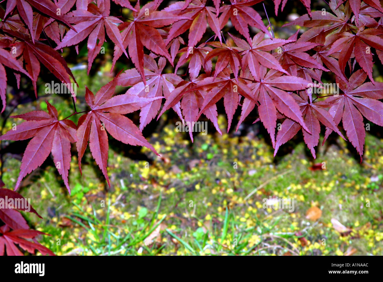 Digital Painting of Chinese Maple Leaves Tree Plant Nature Stock Photo ...
