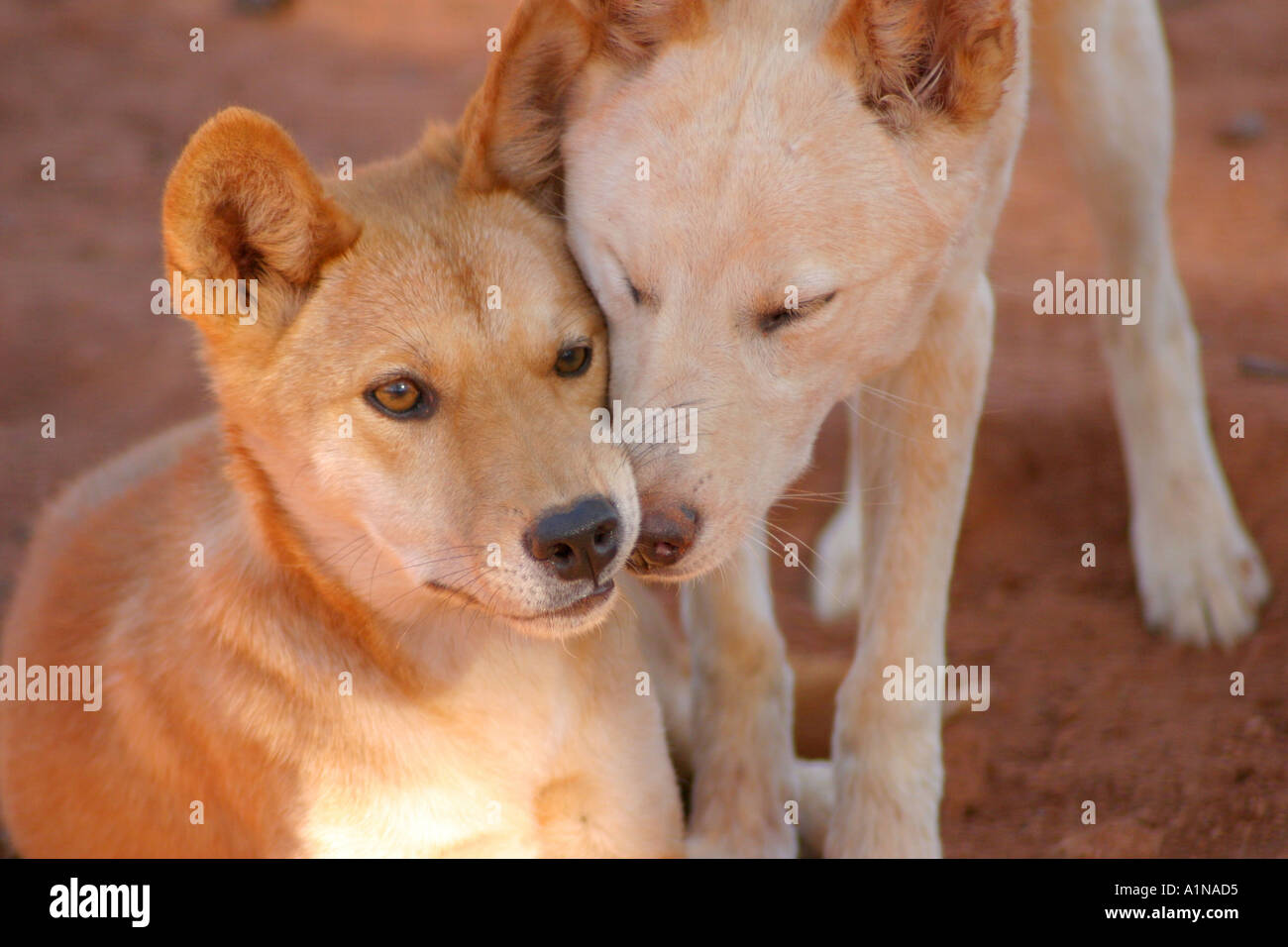 Dingo which had been hi-res stock photography and images - Alamy
