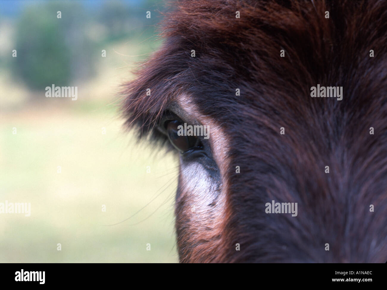 Donkey look hi-res stock photography and images - Alamy
